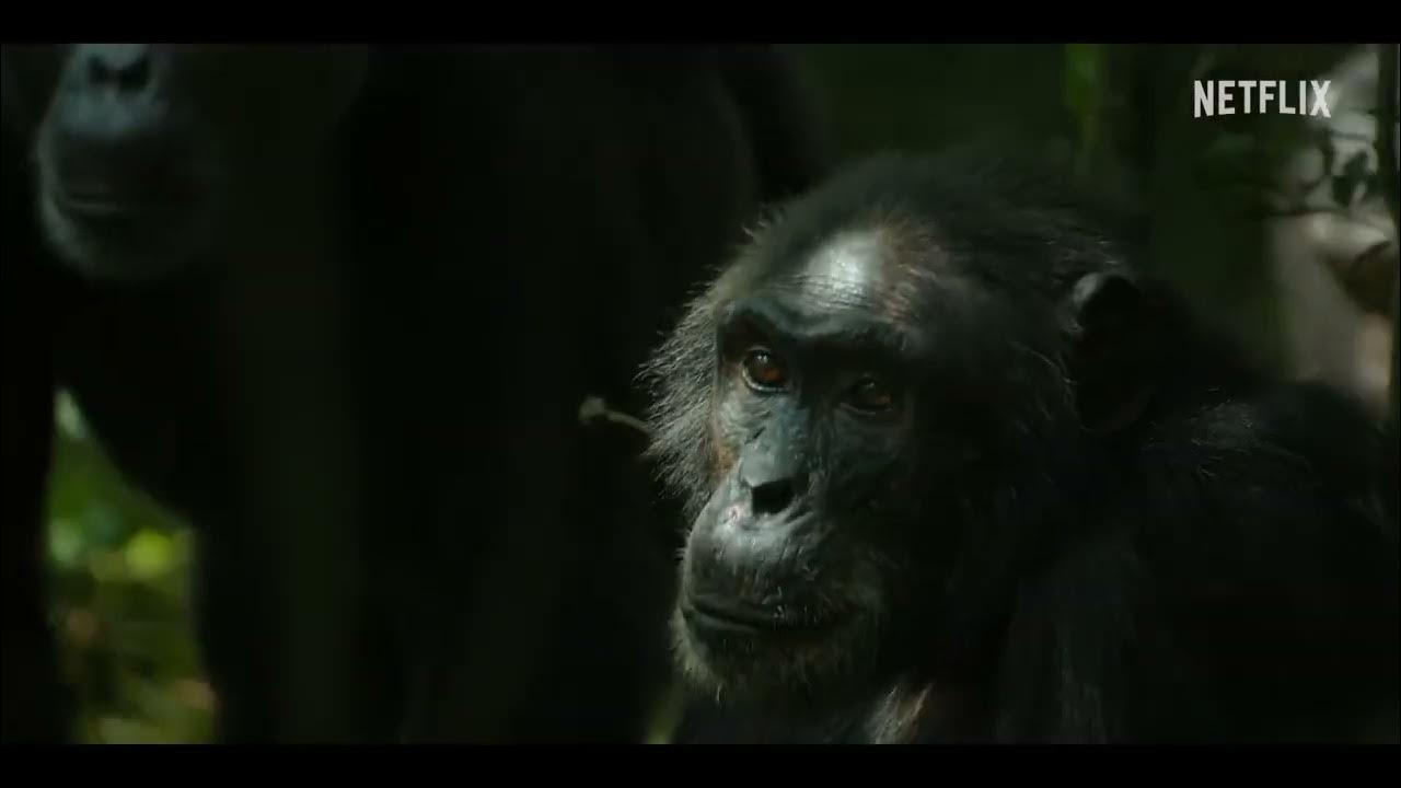 Chimp Empire Mahershala Ali Official Trailer Netflix - YouTube