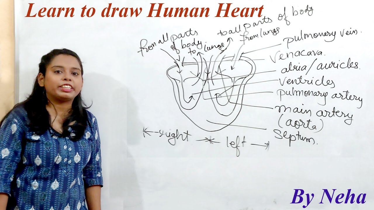 How to draw well labelled diagram of Human Pumping Organ - Human Heart ...