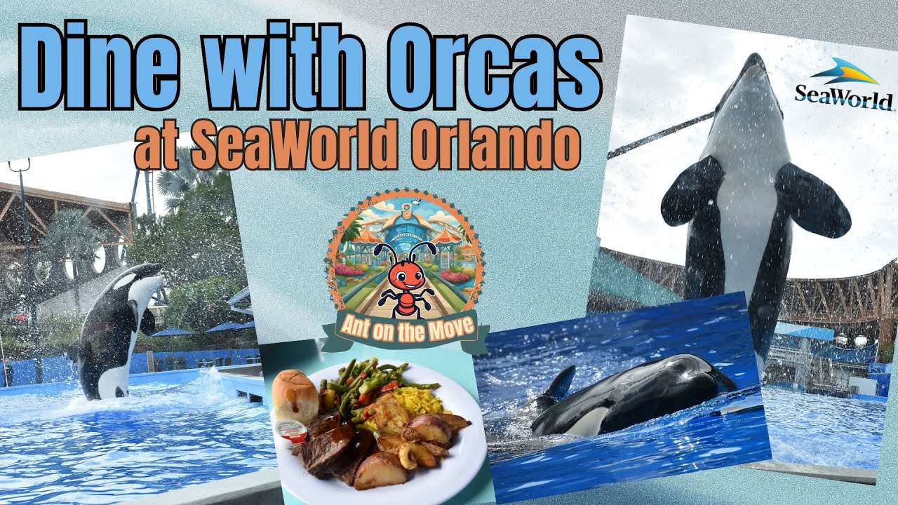 Dine With Orcas at SeaWorld Orlando | How to Book, See the Menu & Dine ...