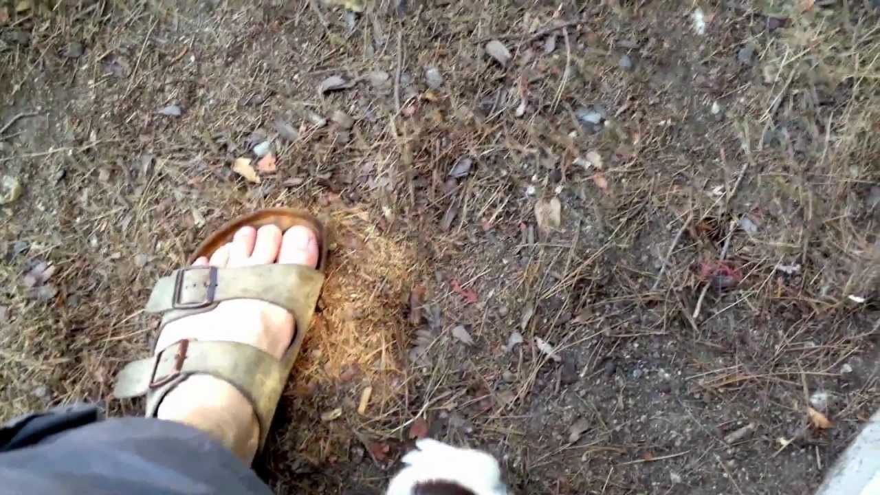 Jada Puppies 7 9 12 Messing Around Outside 1080p - YouTube