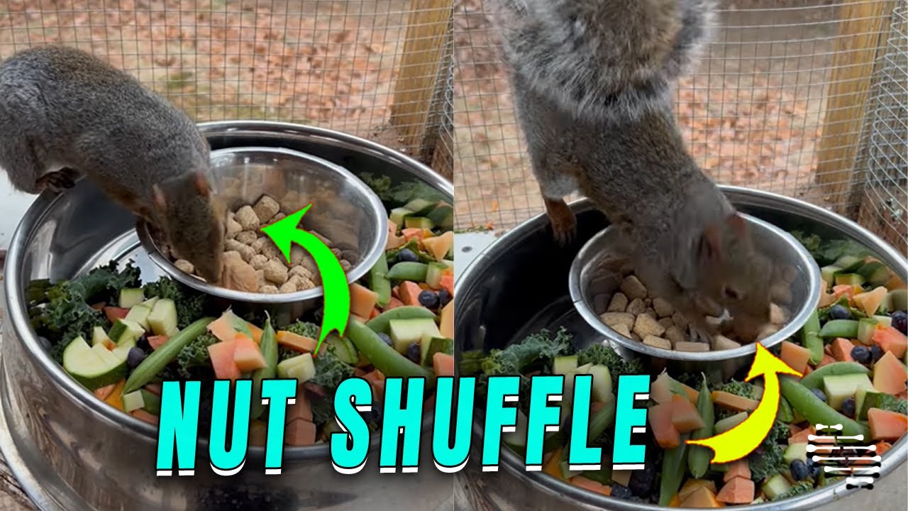 Two Squirrels Shuffling Their Snack Bowl While Attempting To Hold a Nut ...