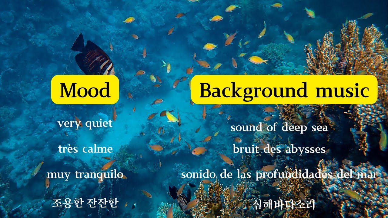 "4K Tranquil Underwater: Relaxing Music Amidst Coral Reefs & Colorful ...