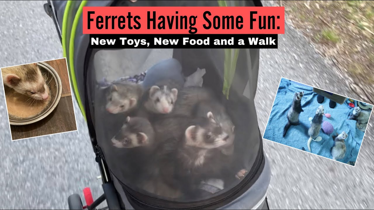 Ferrets having some fun: New Toys, New Food and a Walk - YouTube