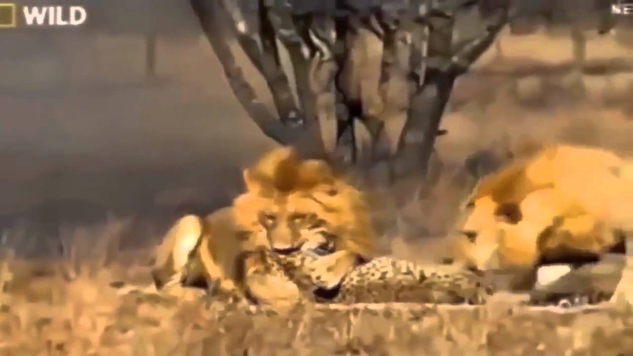 Big Battle Lion vs Tiger, Crocodile, Cheetah fight to death Animals ...