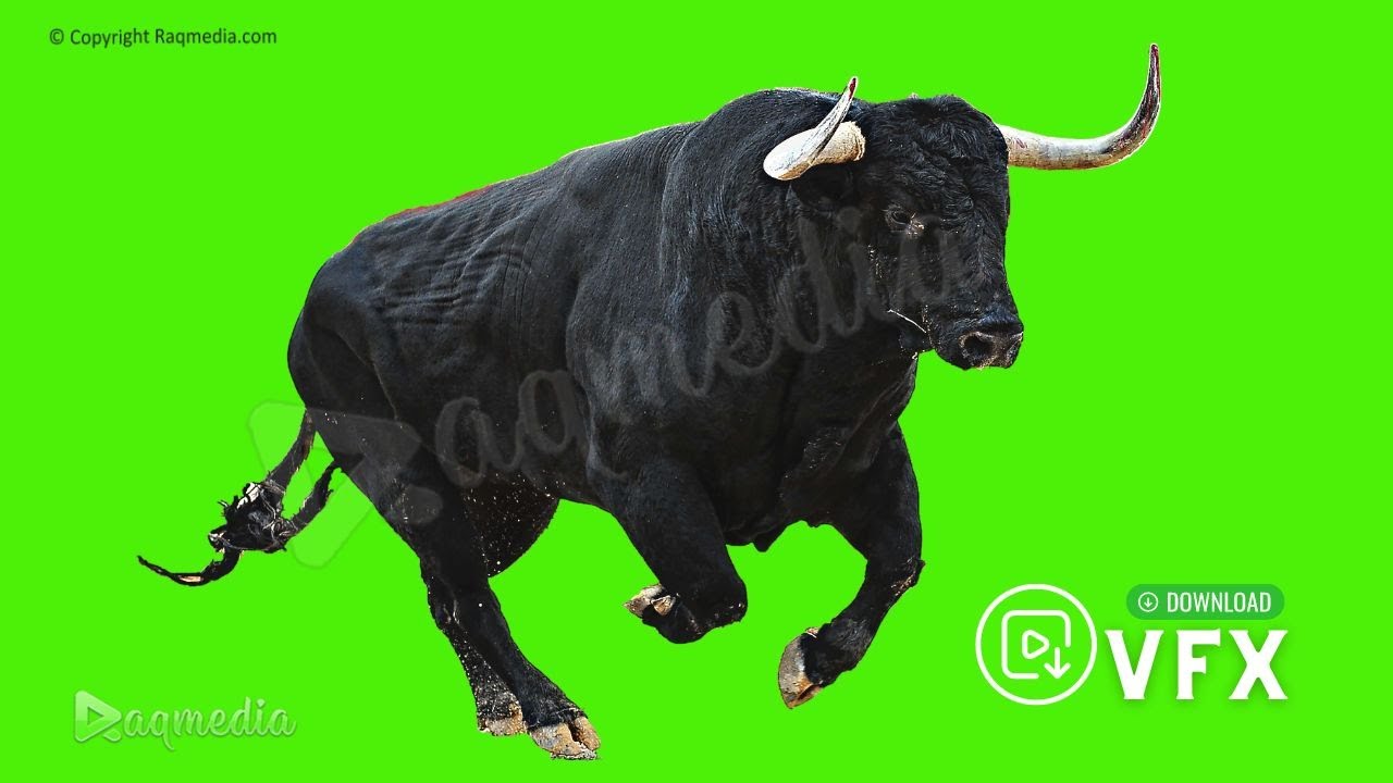 Black Bull Green Screen Free Animal Chroma Key Ox - YouTube