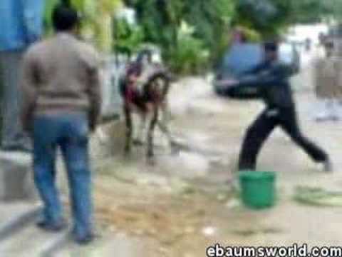 cow kick - YouTube