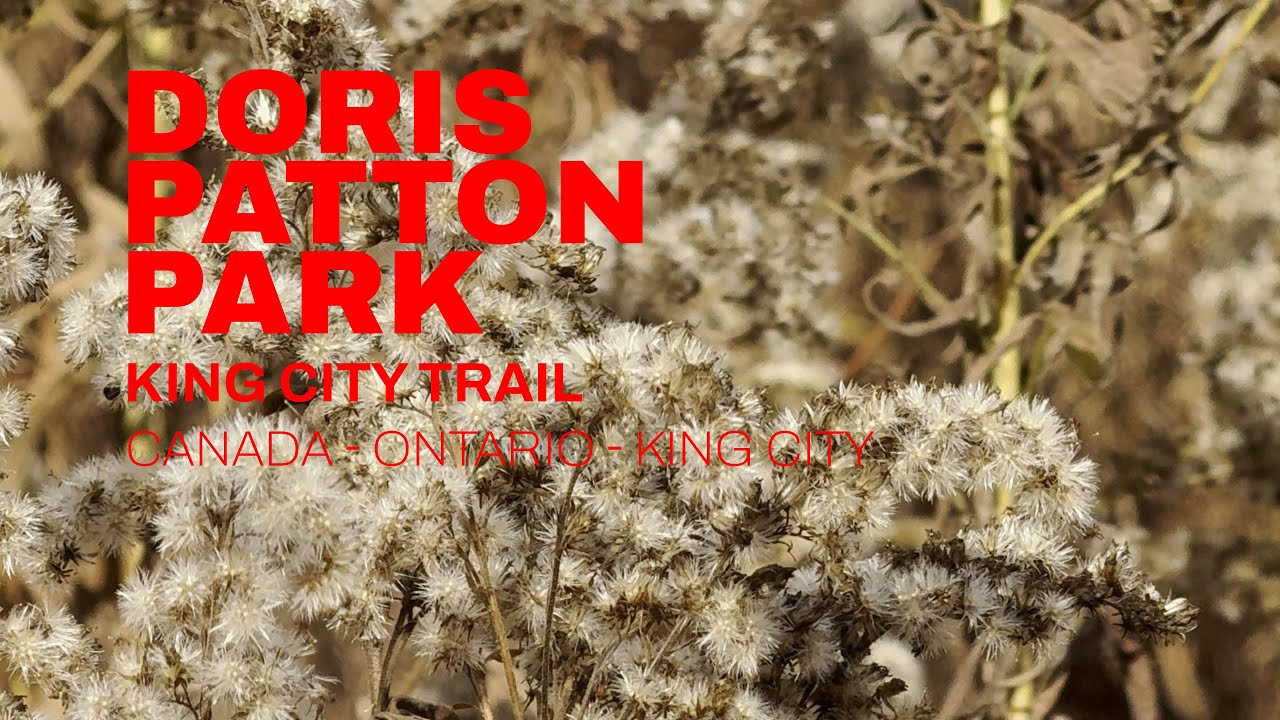 Quiet Moments in King City: Late Fall at Doris Patton Park (4K) - YouTube
