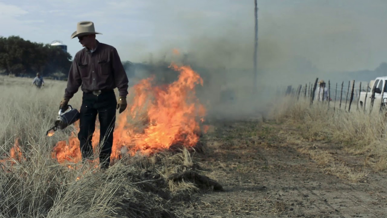 Why use prescribed burns - YouTube
