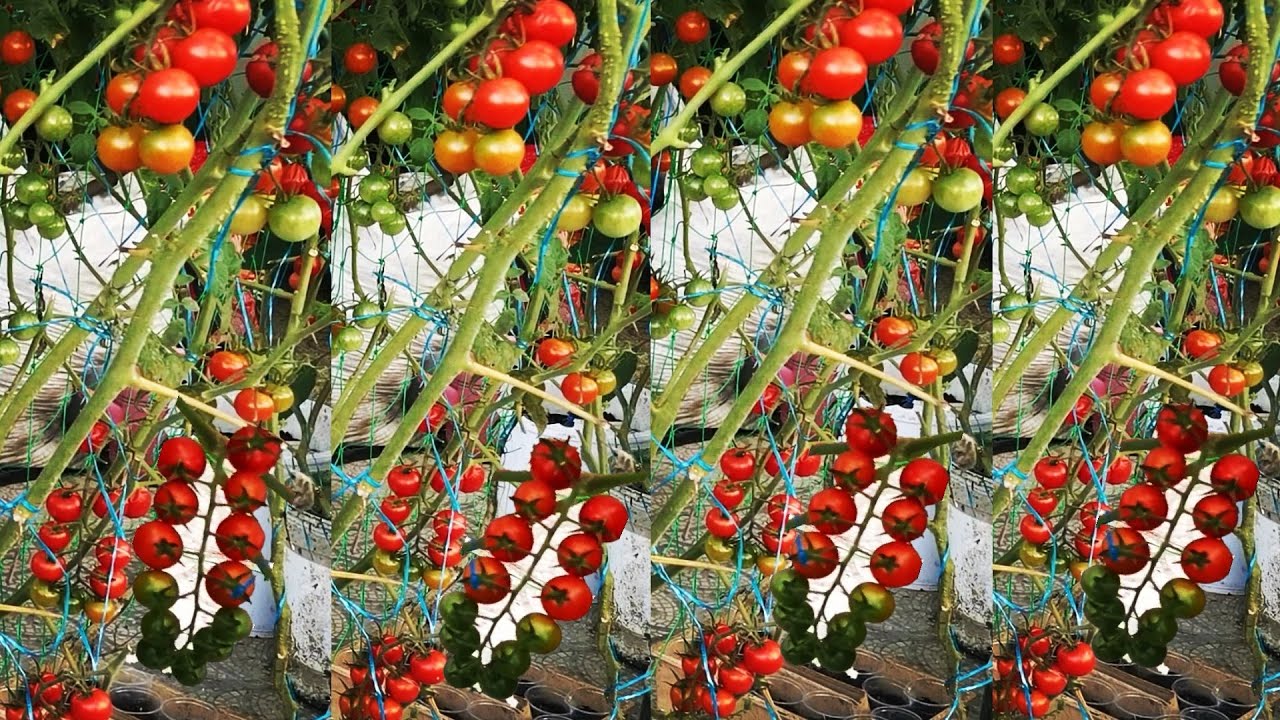 Paano mag Tanim ng Kamatis sa Plastic Bottles,Tomatoes in Recycled ...