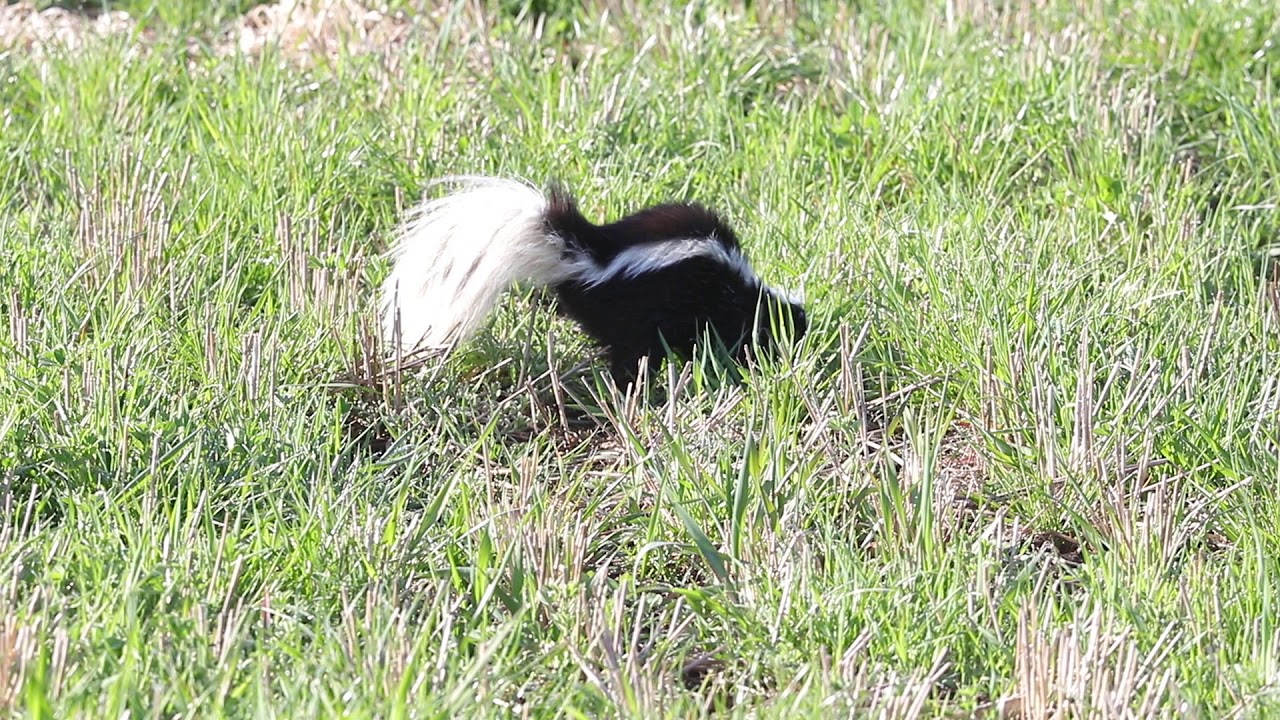 Skunk foraging in a field - YouTube