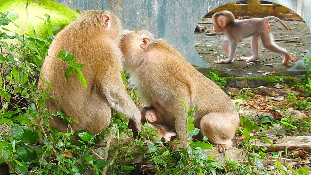 Baby Mora sees Mola mother and sweet old monkey So he walks away from ...