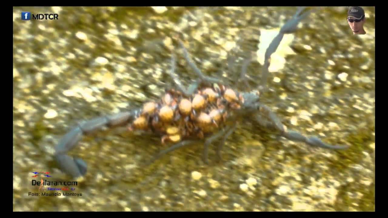 Alacran Hembra Transportando Sus Crias - Alacranes De Costa Rica Jomma ...