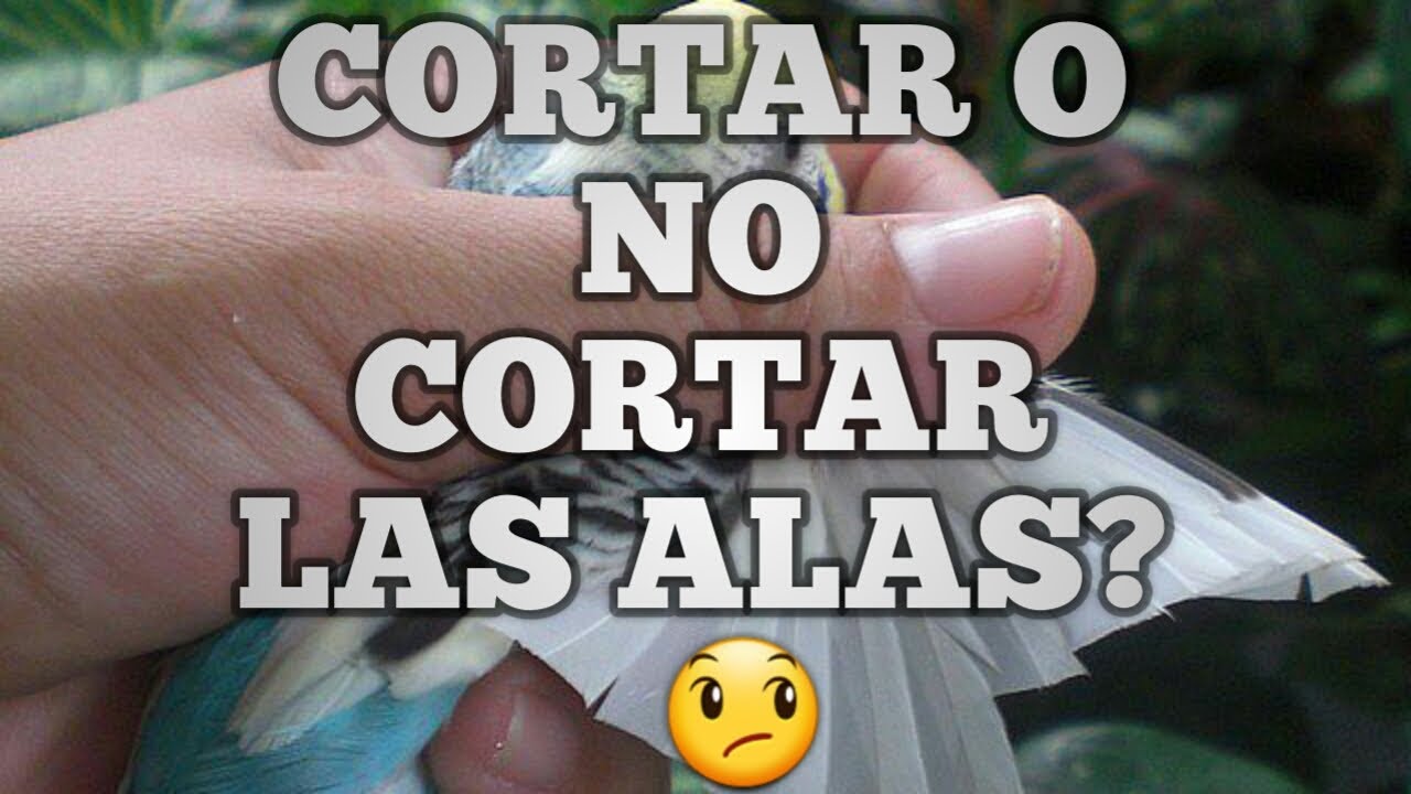 Cortar o no cortar las alas? - YouTube