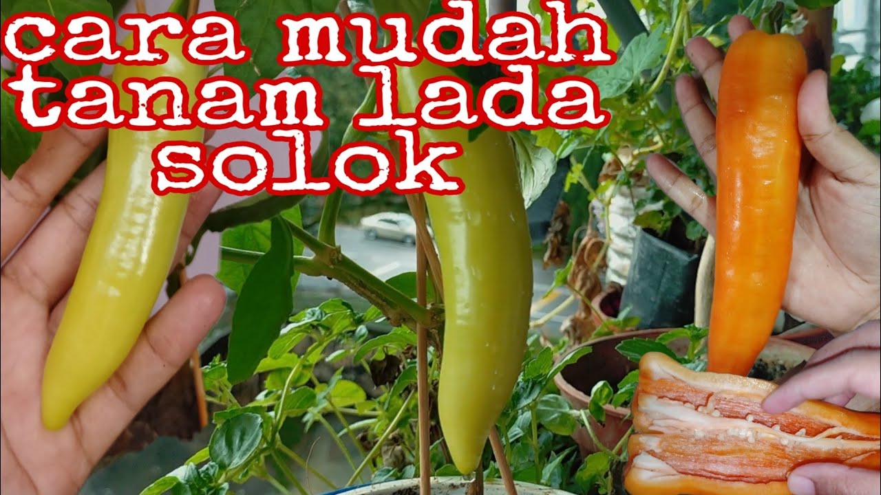 CARA MUDAH TANAM LADA SOLOK MENGGUNAKAN KAEDAH NUTRIPOT - YouTube