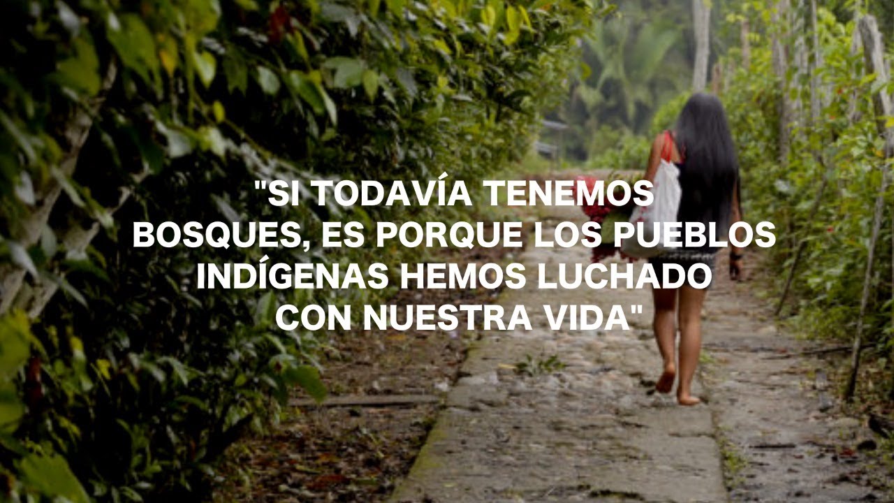 «Si todavía tenemos bosques, es porque los pueblos indígenas hemos ...