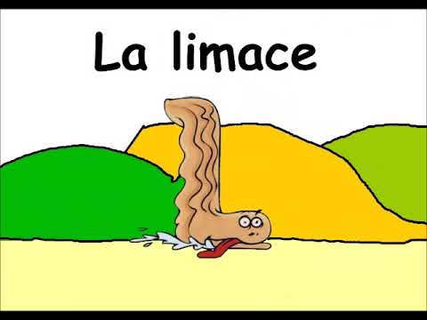 Leçon 5 La limace (le son l avec les Alphas et les gestes de Borel ...
