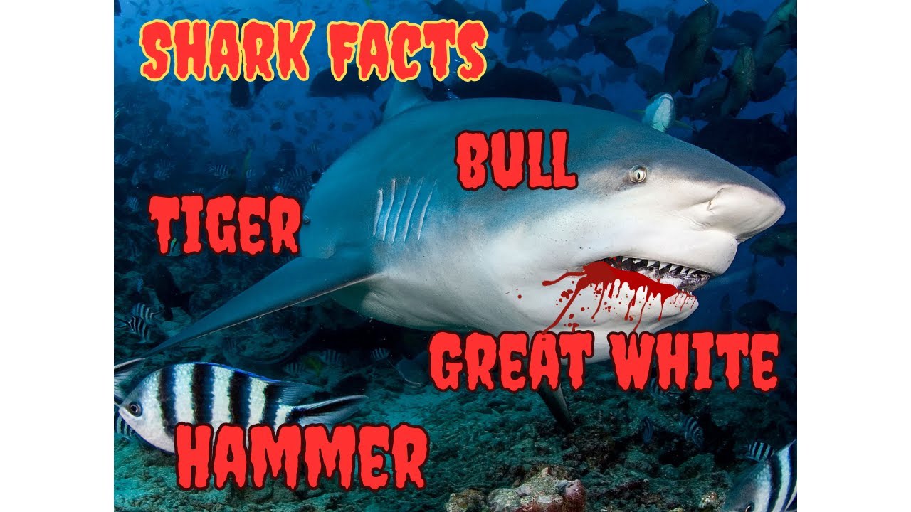 Shark Facts You Won’t Believe! 🦈 Meet the Ocean’s Top Predators! - YouTube