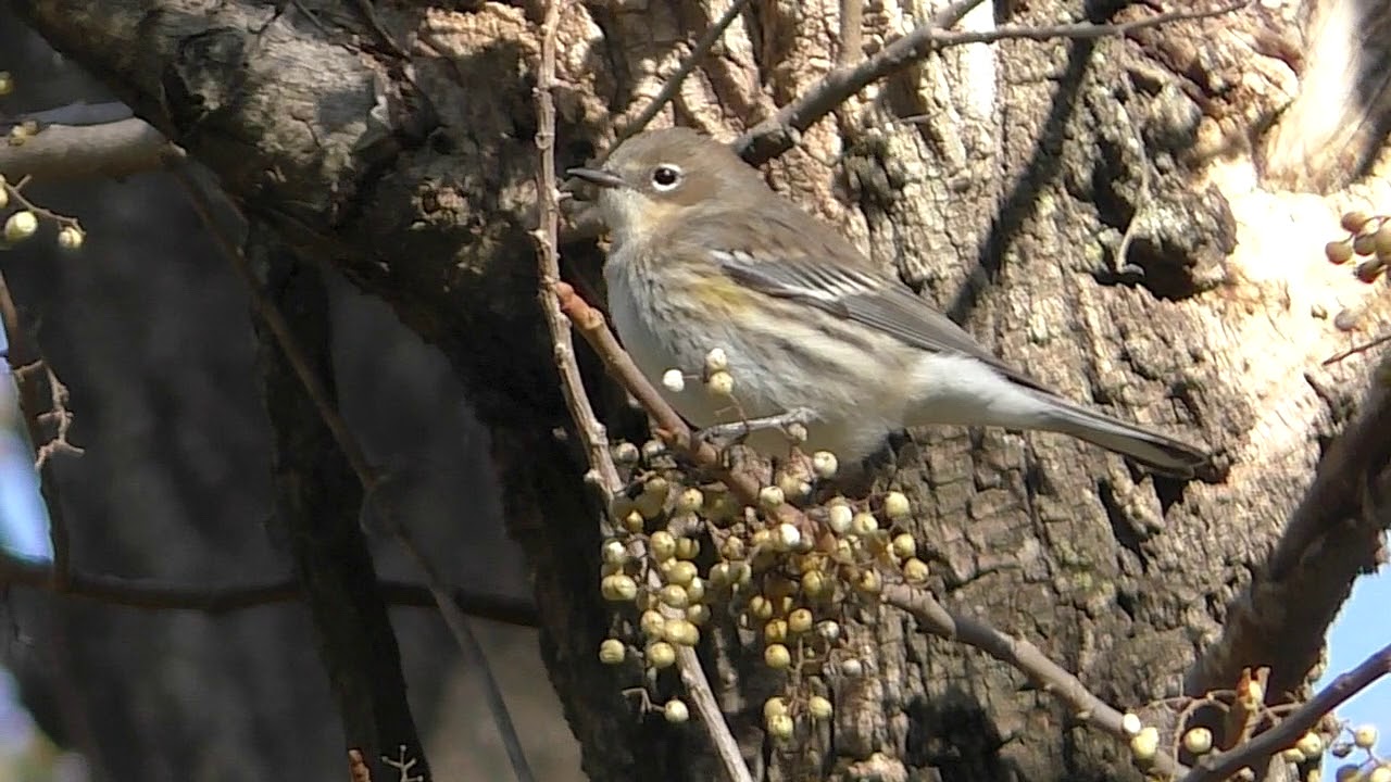 Poison Ivy Bird Food - YouTube