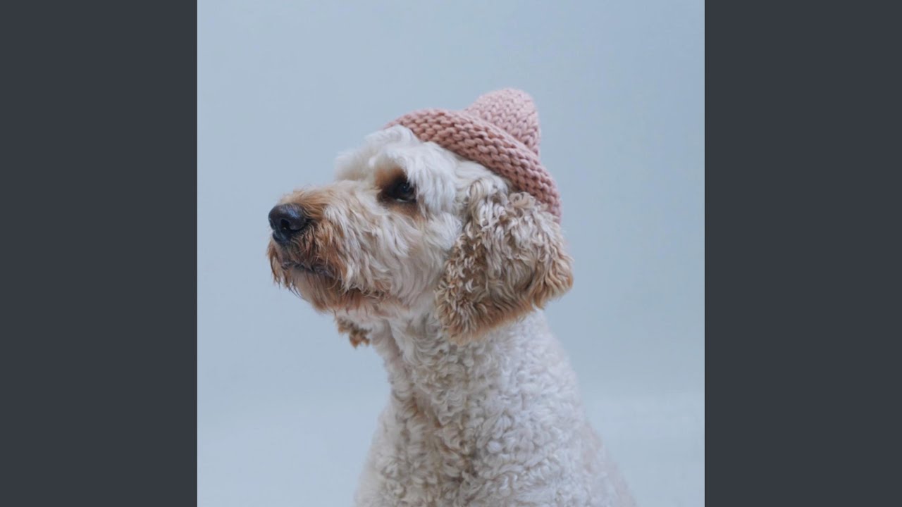 DOG WIF HAT (Meme Song) - YouTube