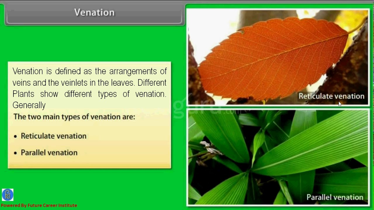 Venation Of Leaf Leaves Part III YouTube venation-of-leaf-leaves-part-iii-youtube
