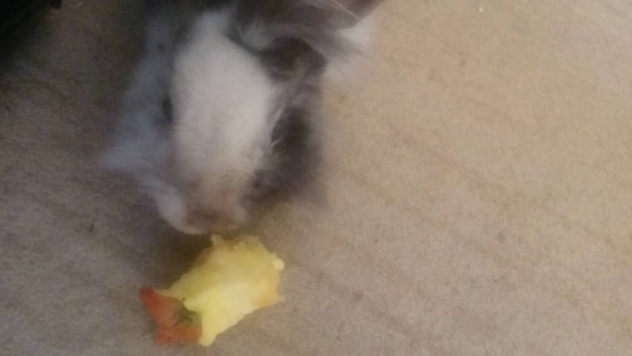 Bunny eat Apple - YouTube