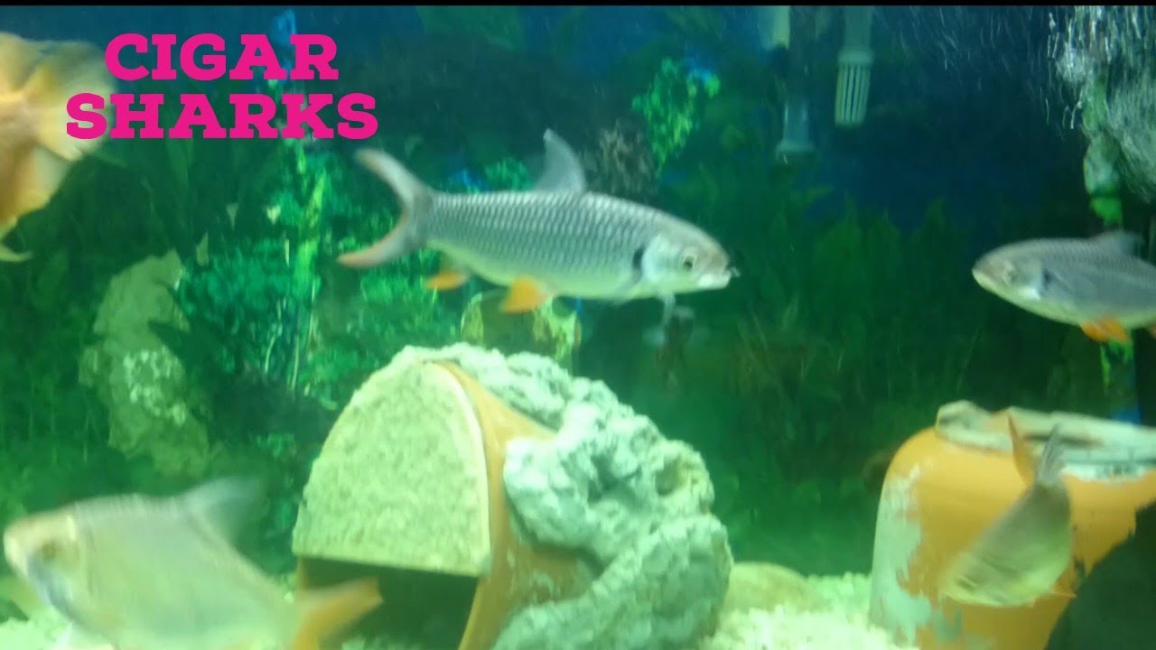 Cigar Sharks - YouTube