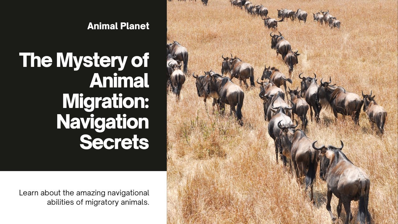 The Mystery of Animal Migration: How Do They Navigate? - YouTube