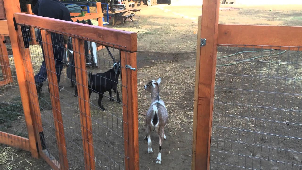 Backyard Chickens and Goats. A tour of our farm. - YouTube