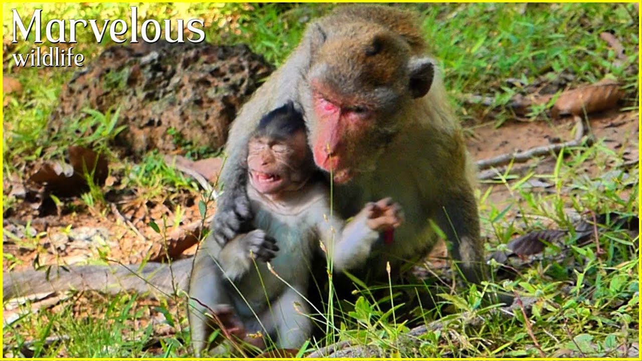 Oh..! P+ity tiny Jonna monkey d+ropped t+ears be biitee denied her, She ...