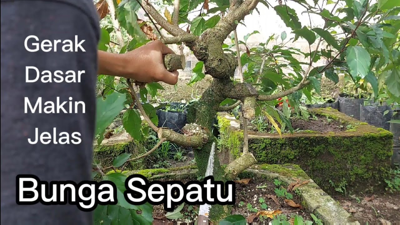 Press bahan bonsai bunga sepatu untuk memperjelas gerak dasar - YouTube