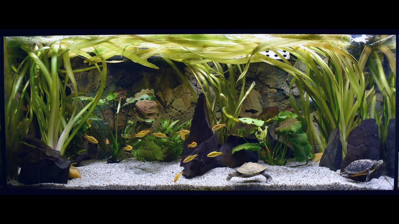 Planted turtle tank - YouTube
