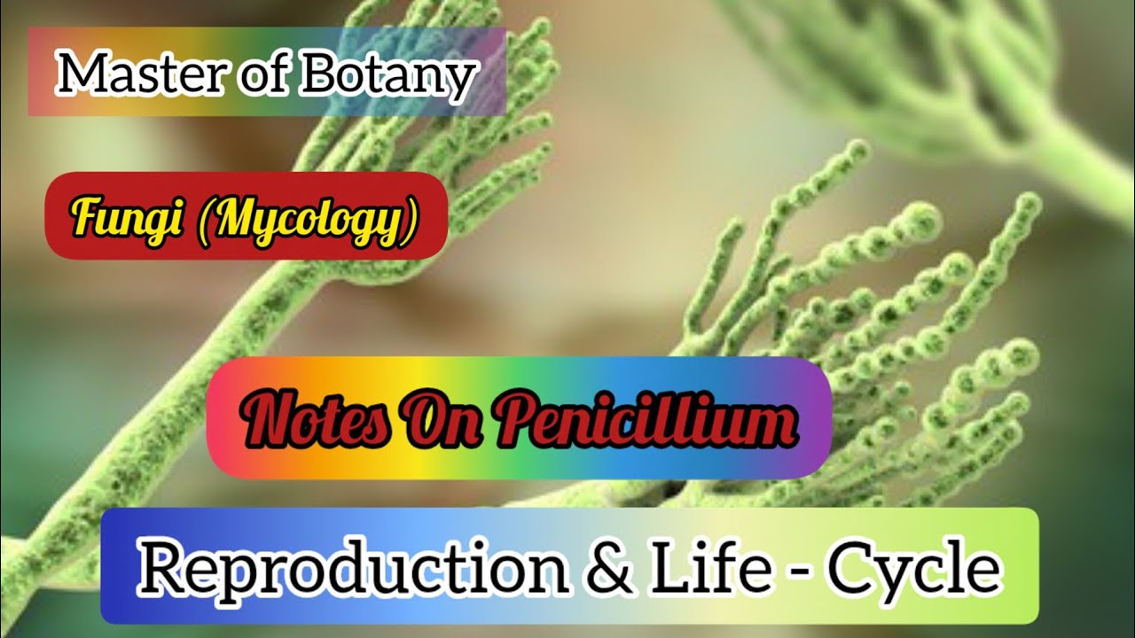 Penicillium(Blue Mold)|Mycology|Reproduction & Life Cycle|Notes for. B ...
