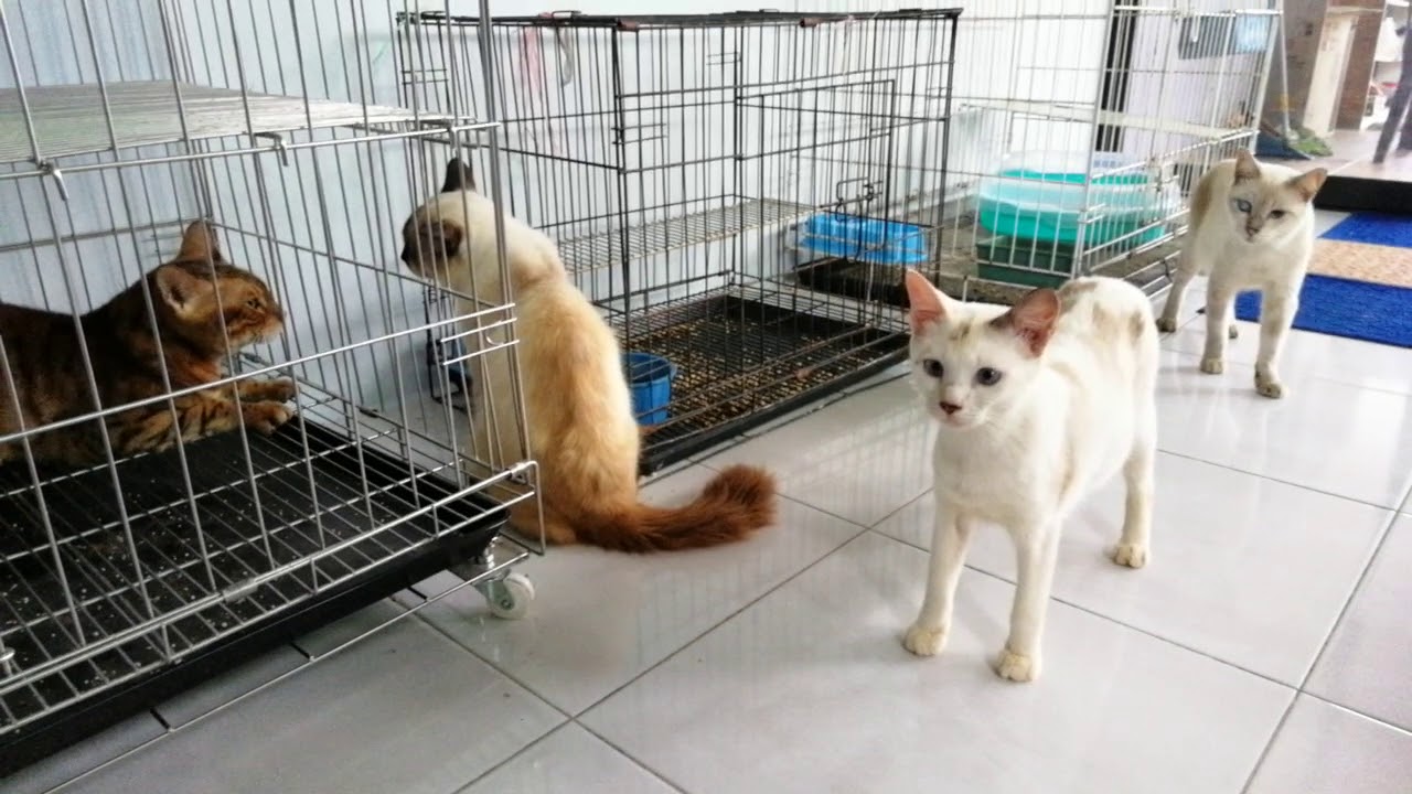 Kucing Kesayangan - YouTube