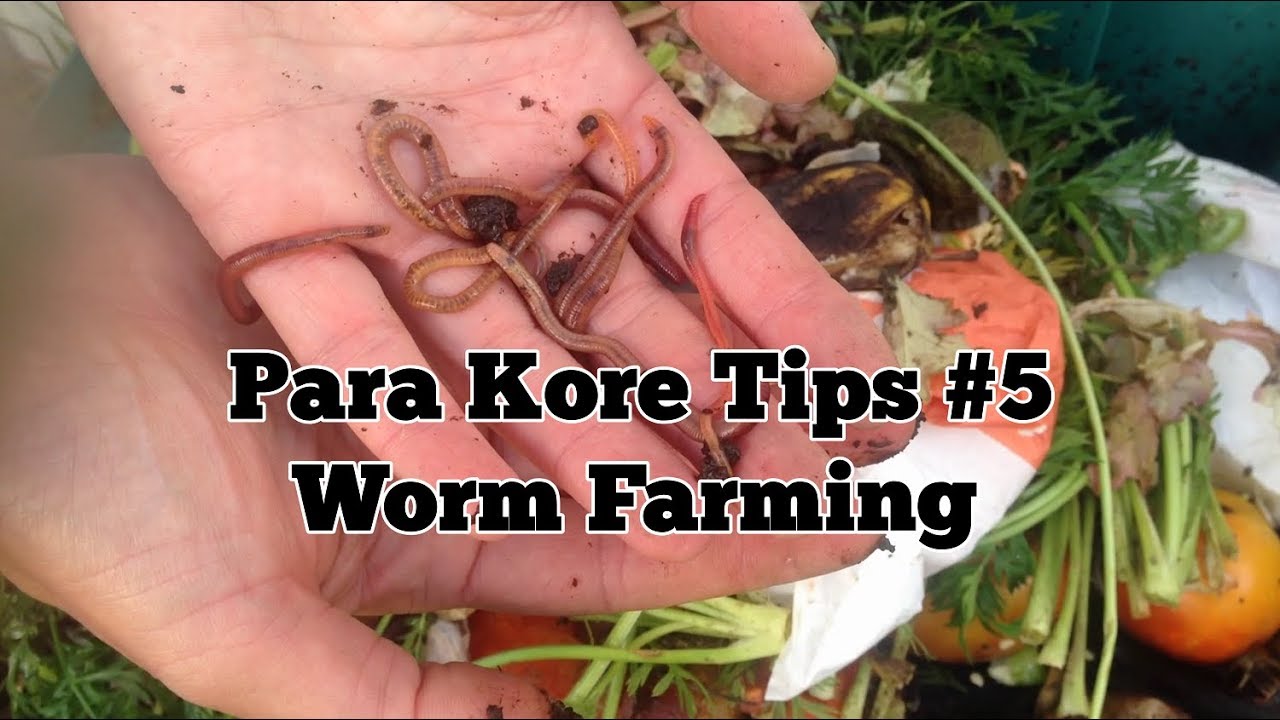 Para Kore Tips #5 - Worm Farming - YouTube