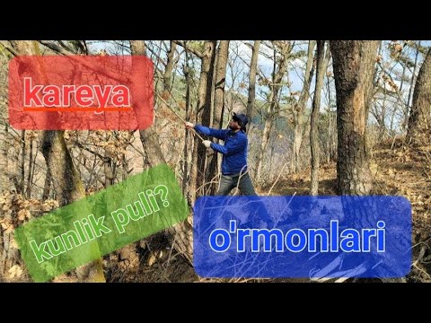 kareya ormonida (muydinov Sherali )