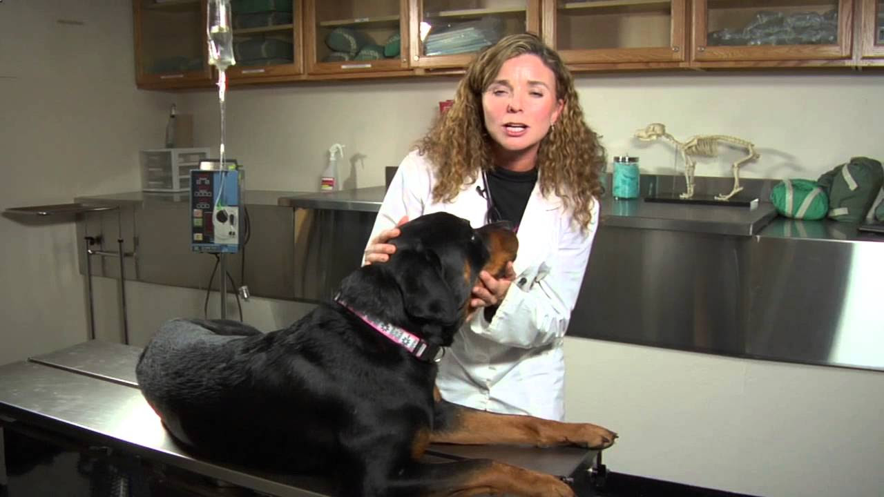 What Do Adult Dog Teeth Look Like Updated April 2023 Wikidoggia what-do-adult-dog-teeth-look-like-updated-april-2023-wikidoggia