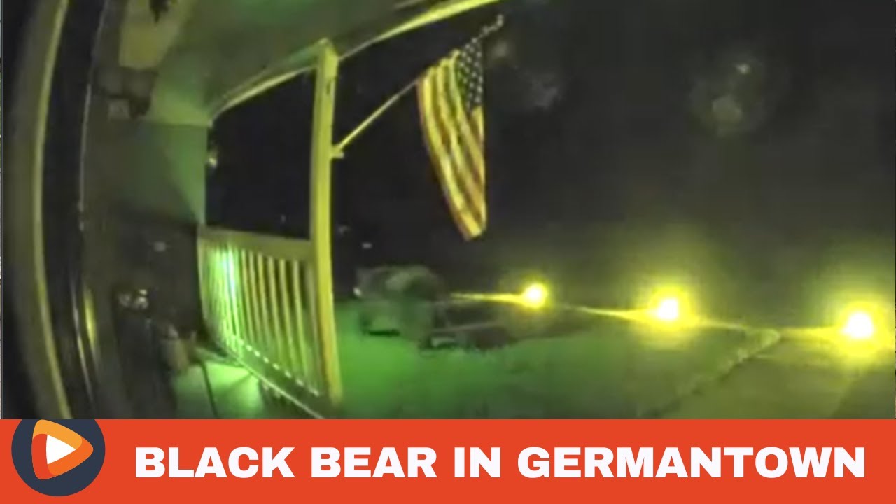 Bear Captured on Germantown Ring Camera - YouTube