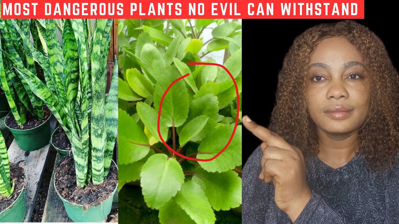 6 ACTIVE PLANTS you must have that takes spiritual arrows for you 🏹 ...