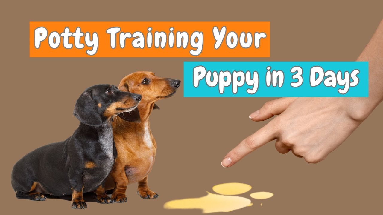 【Puppy Potty Training】 Made Easy in 3 Days - YouTube