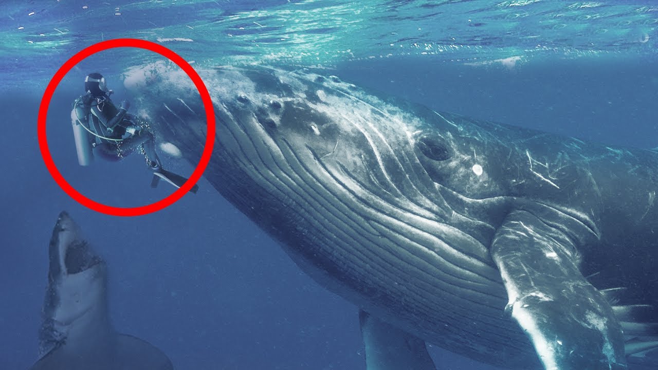 10 Wild Animals That Saved People's Lives - YouTube