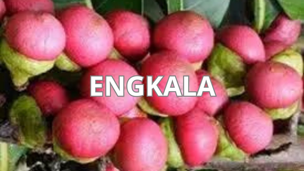 Engkala - YouTube