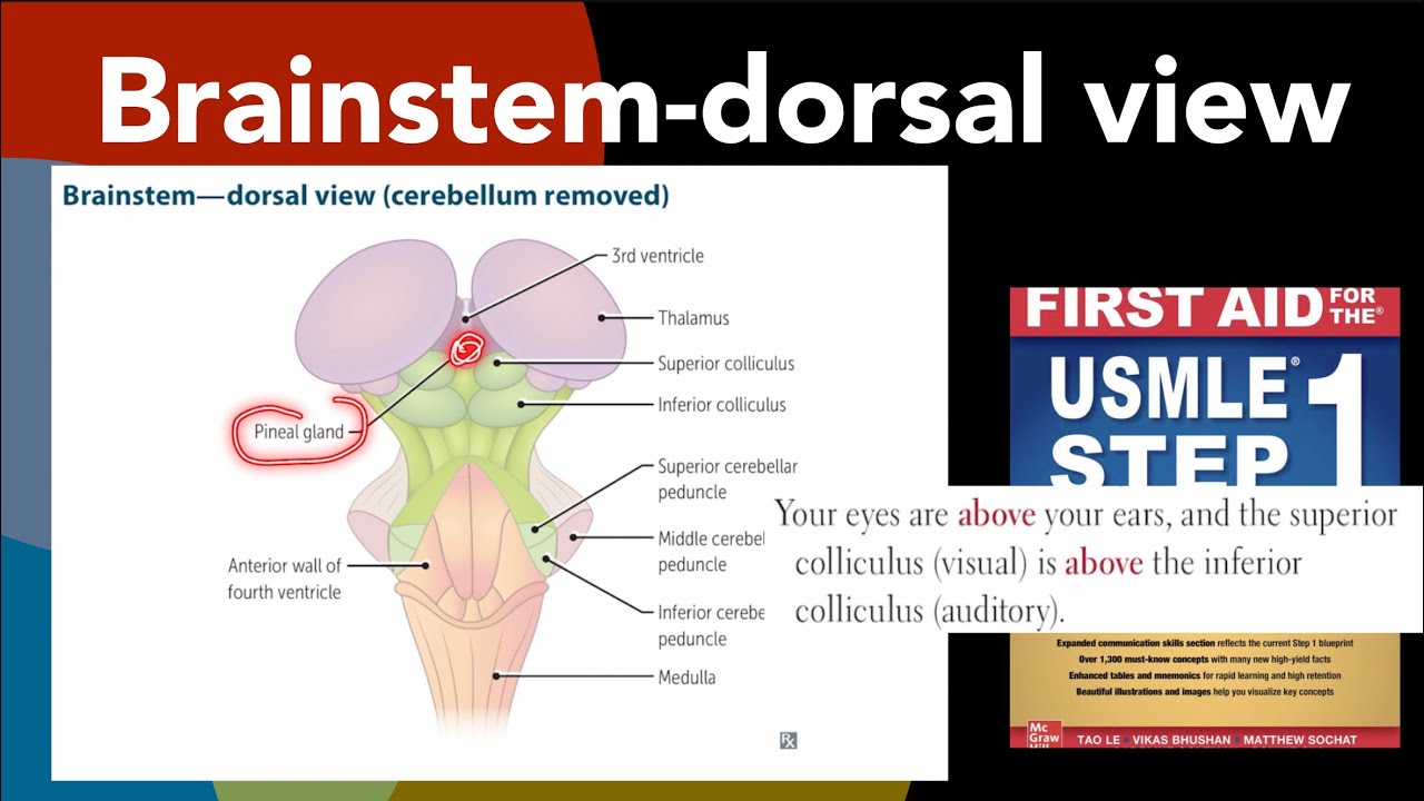Brainstem dorsal view (Cerebral removed) in Hindi/Urdu by first aid for USMLE step 1 - YouTube