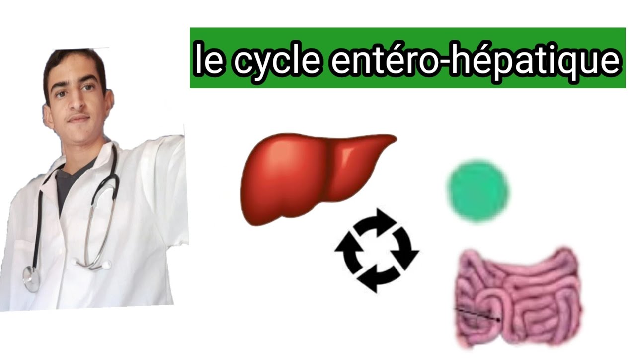 le cycle entéro-hépatique - YouTube