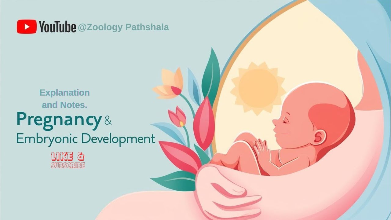 Pregnancy and Embryonic Development | Class 12 Bio Ch 2 | Human ...