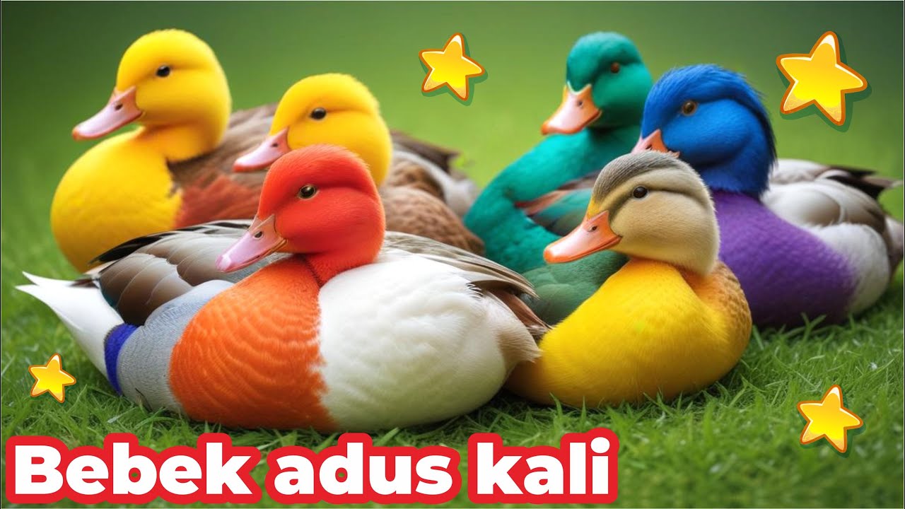 Bebek Adus Kali Warna-warni , Bebek Berenang Pink , 5 Ducks Swimming ...