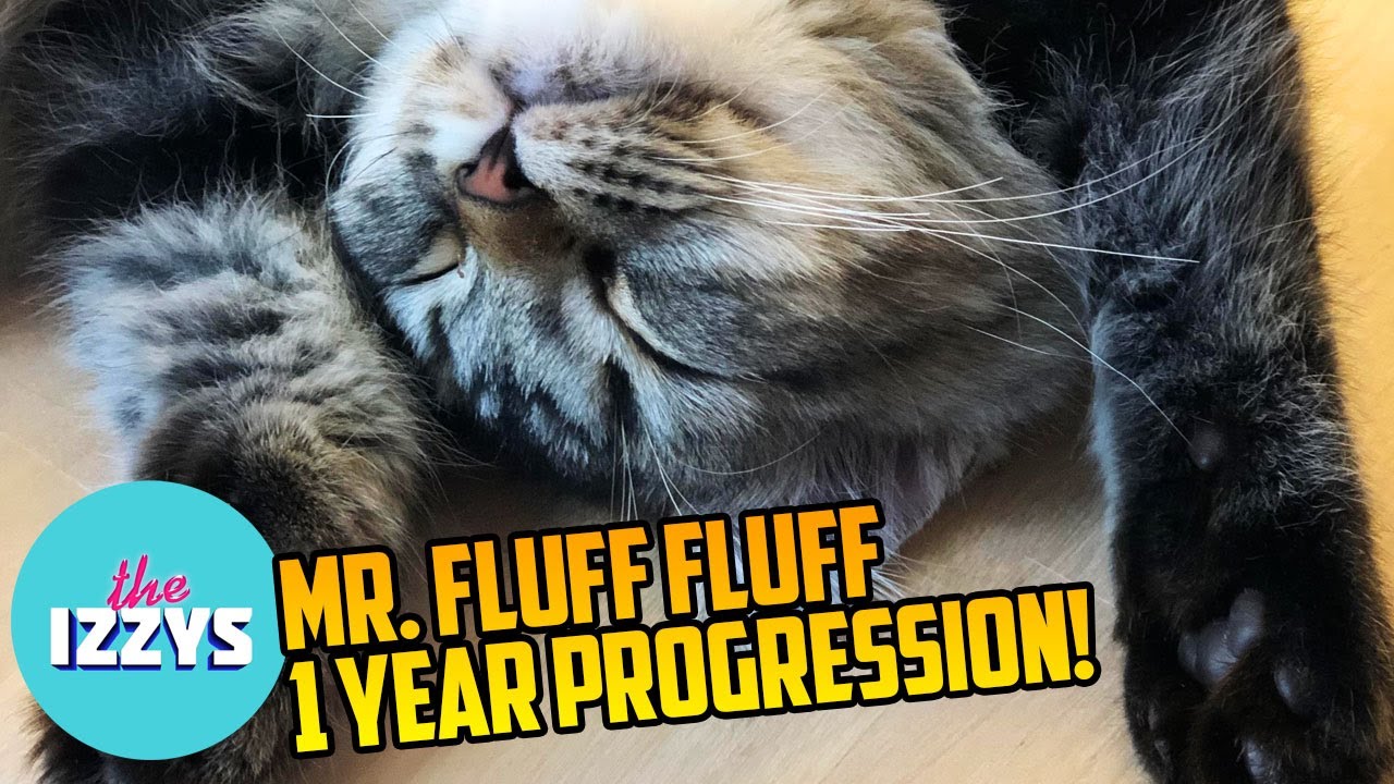 Mr. Fluff Fluff's 1 Year Progression! (WARNING: CUTE OVERLOAD) - YouTube