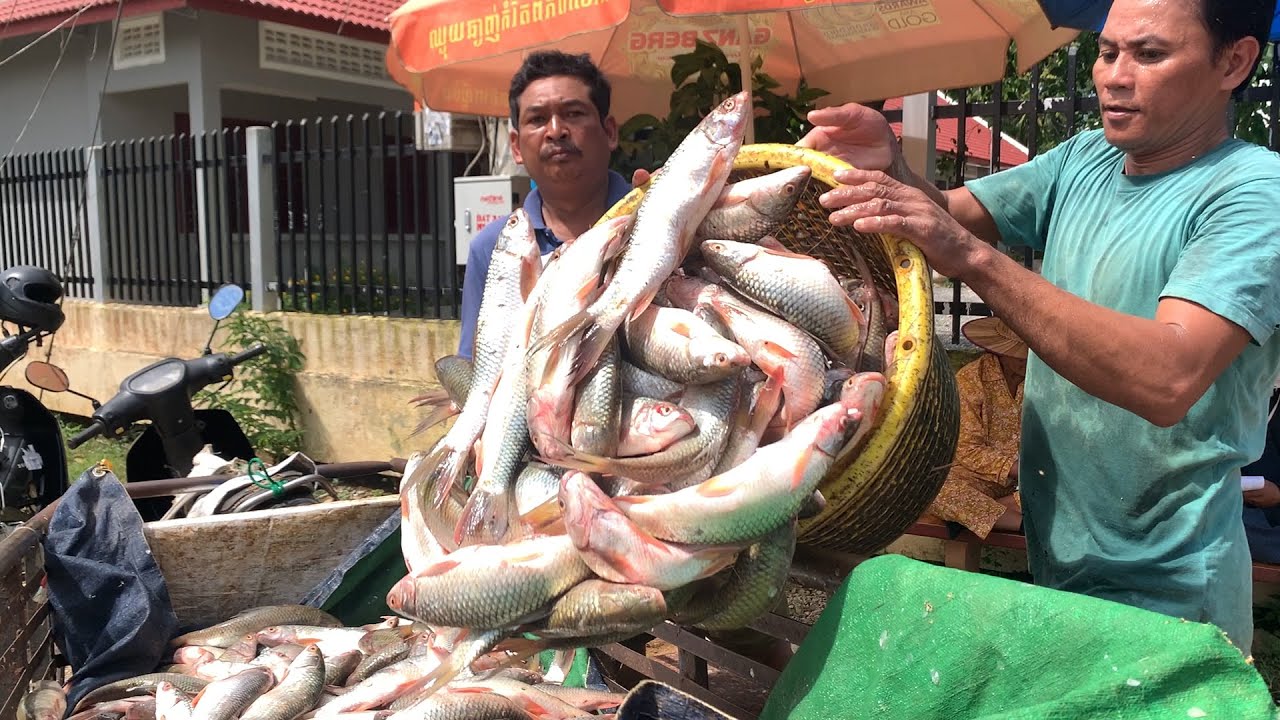 Business slow in Battambang fish market due to declining fish stocks ...