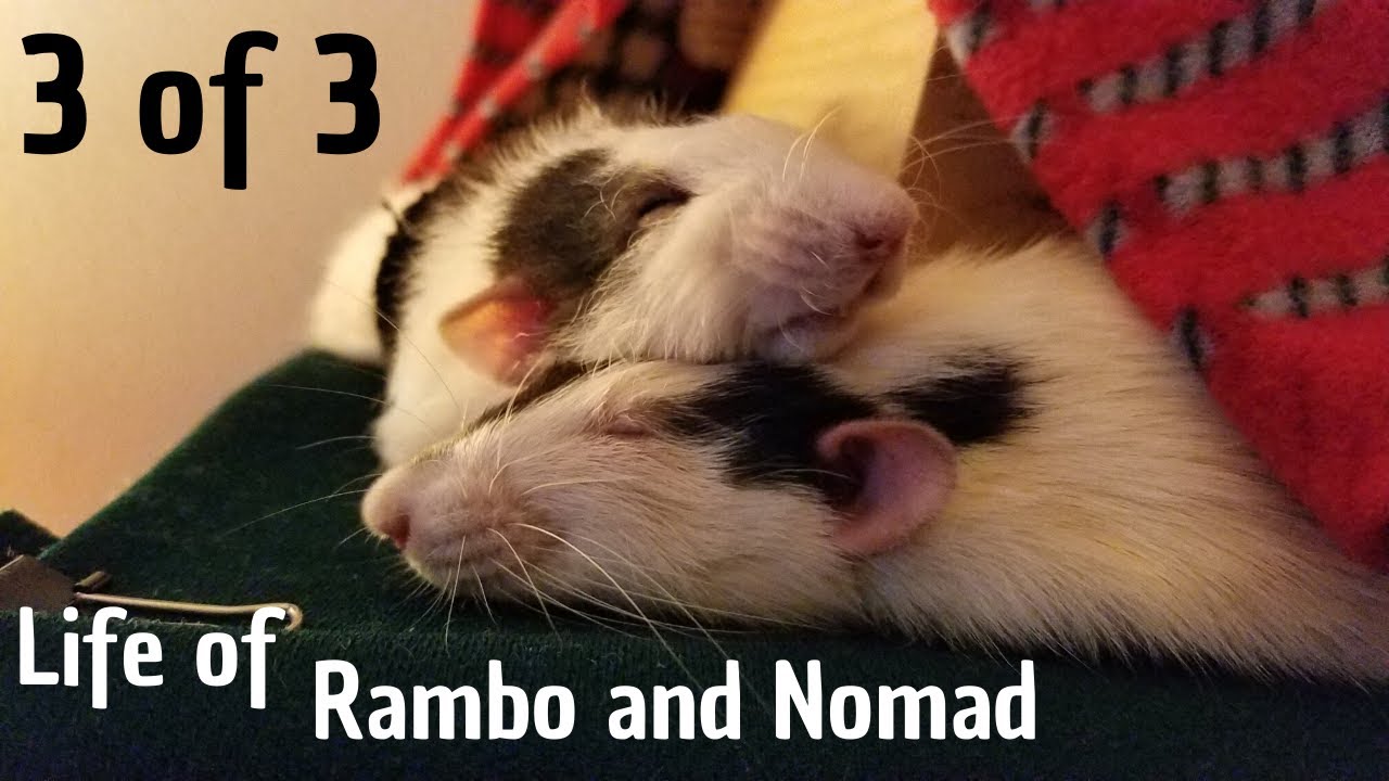 Life of Rambo & Nomad: 3 (Pet Rats) Adult Boys - YouTube
