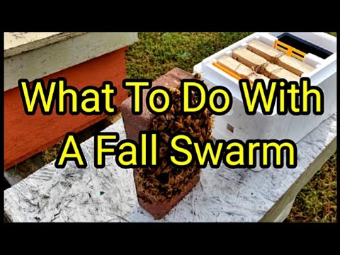 What Insects Swarm In The Fall