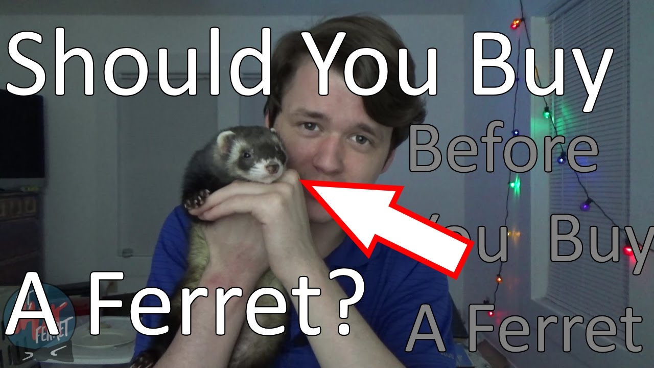 Should You Buy a Ferret? Before Buying A Ferret - YouTube